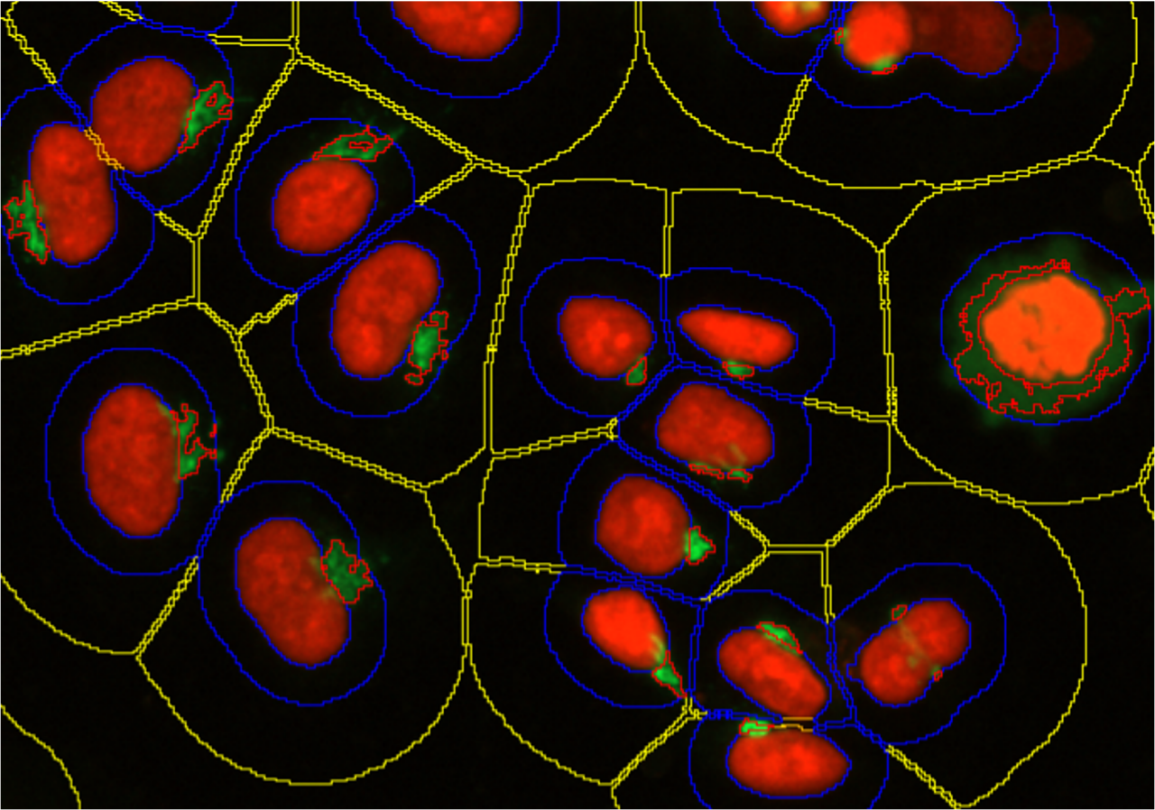 ZEN Image Analysis 기본 교육